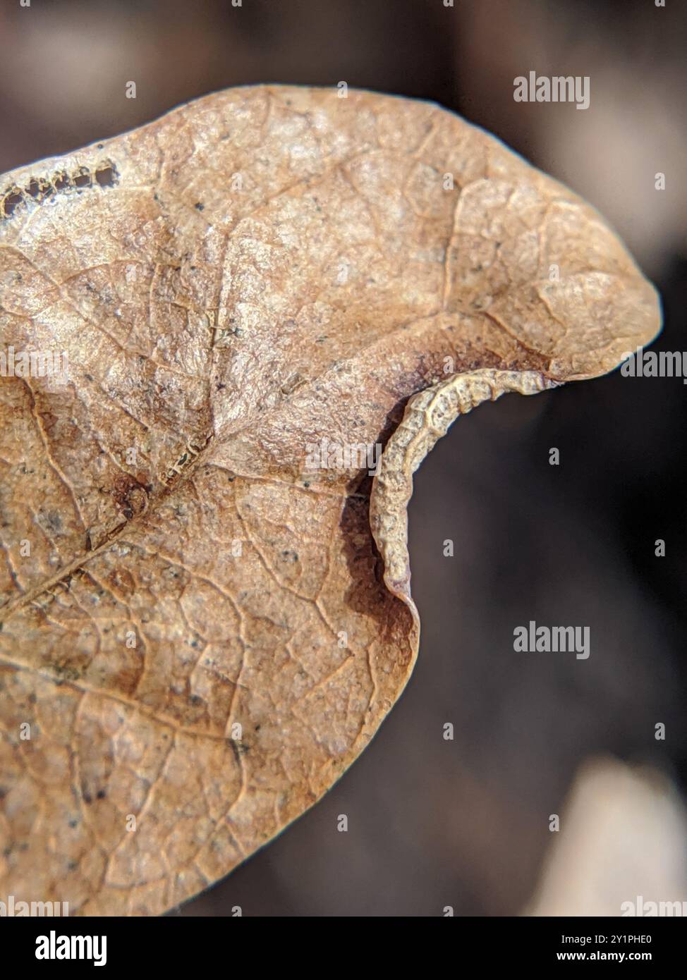 Marginal Leaf Fold Gall Midge (Macrodiplosis erubescens) Insecta Stock ...
