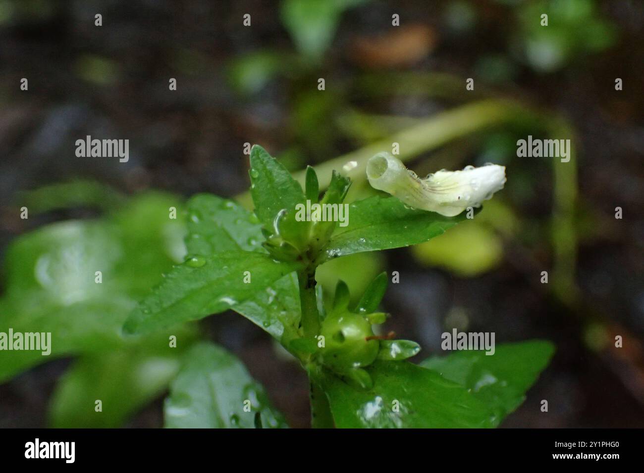 Virginia hedge-hyssop (Gratiola virginiana) Plantae Stock Photo - Alamy