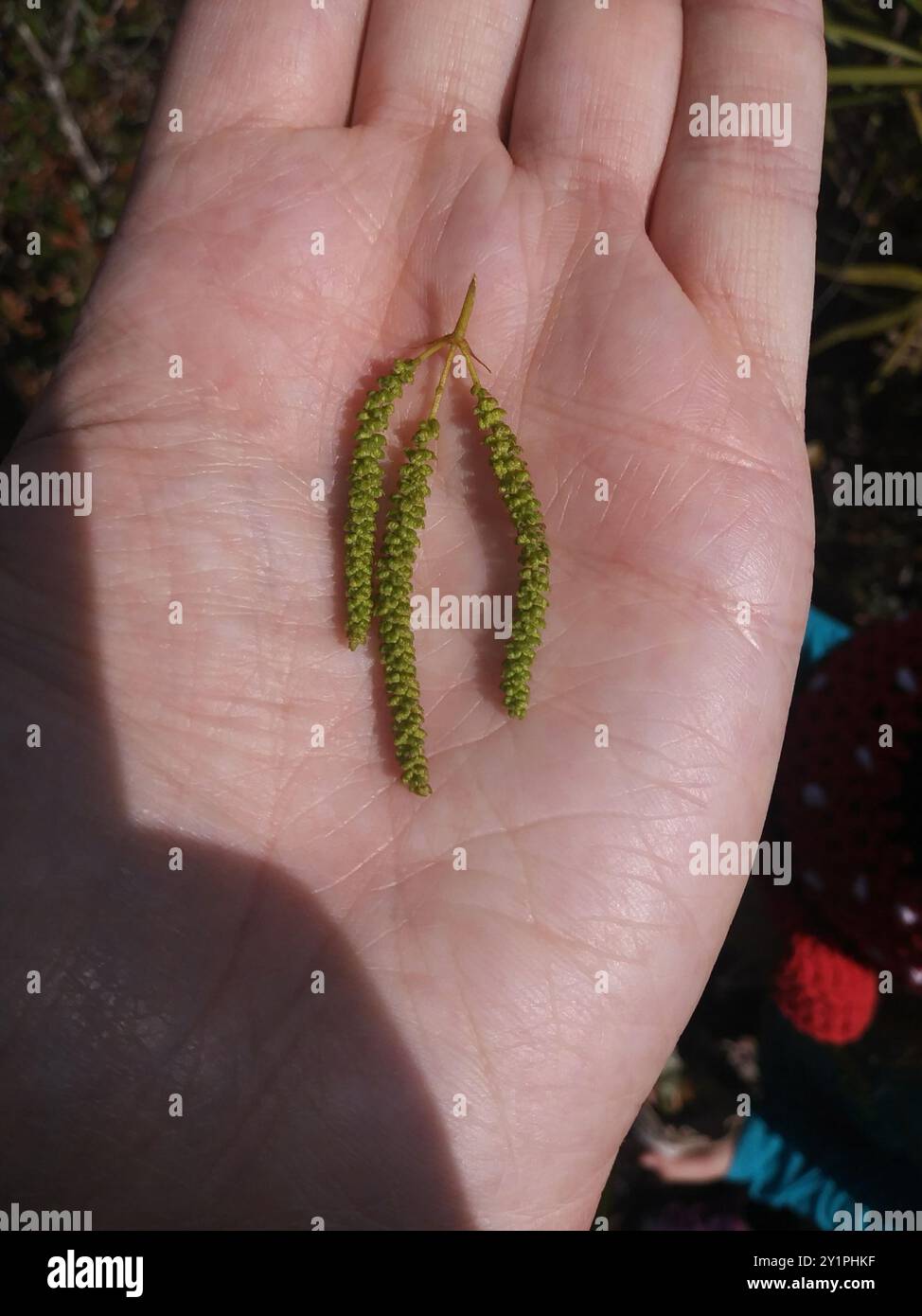 Scrub Hickory (Carya floridana) Plantae Stock Photo - Alamy