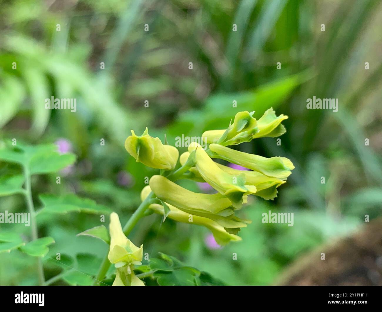 (Corydalis balansae) Plantae Stock Photo - Alamy