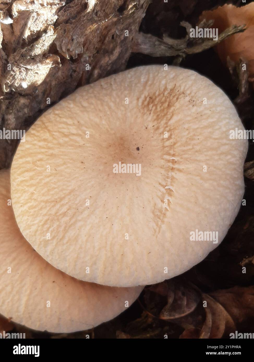 Tawaka (Cyclocybe parasitica) Fungi Stock Photo - Alamy
