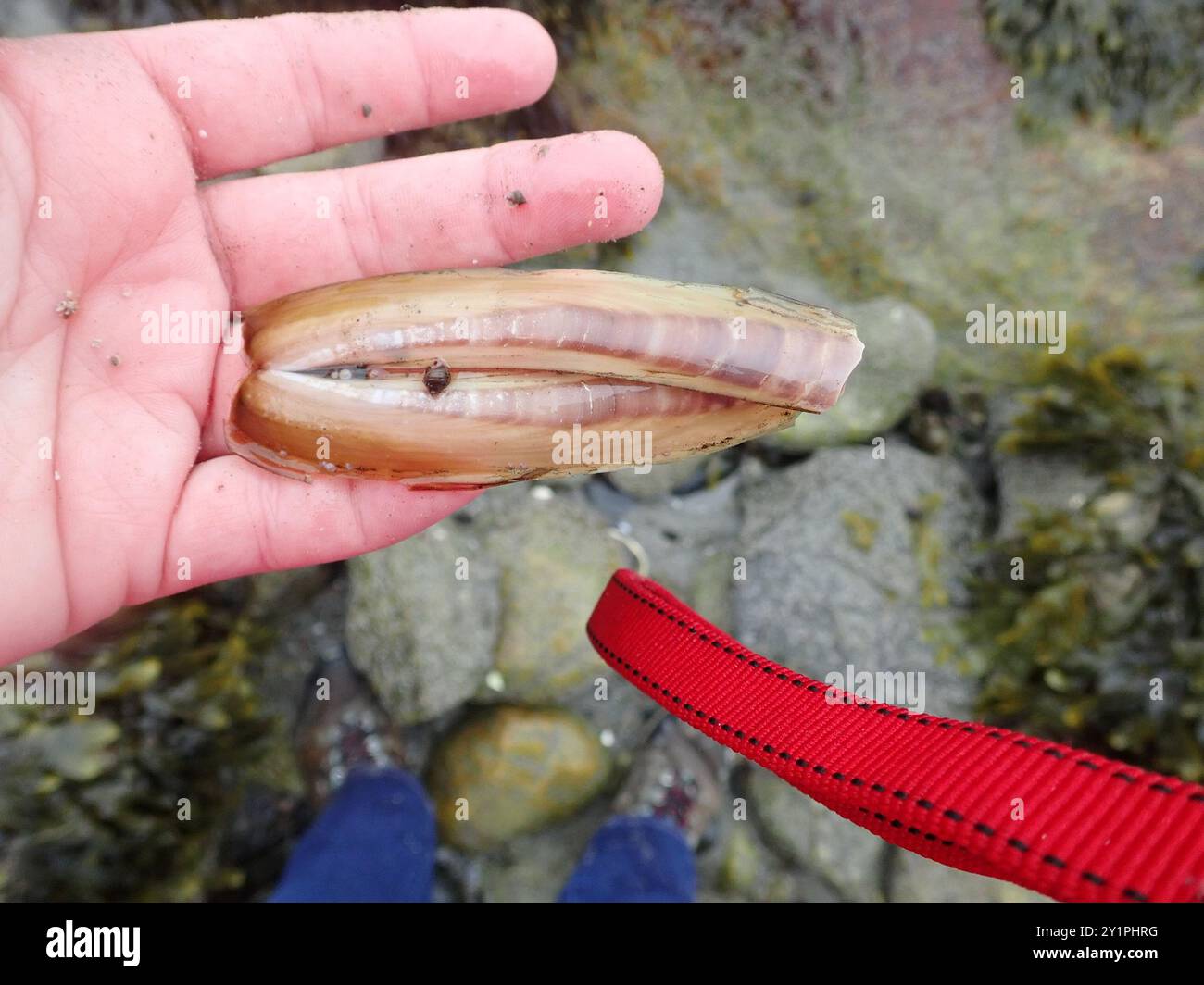 Atlantic Jackknife (Ensis leei) Mollusca Stock Photo - Alamy
