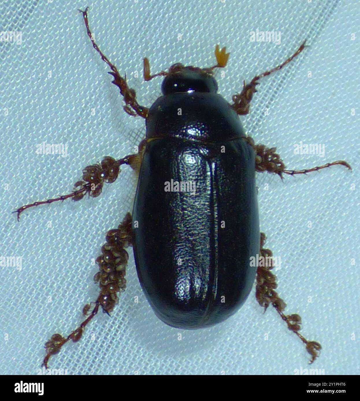 Mites and Ticks (Acari) Arachnida Stock Photo - Alamy