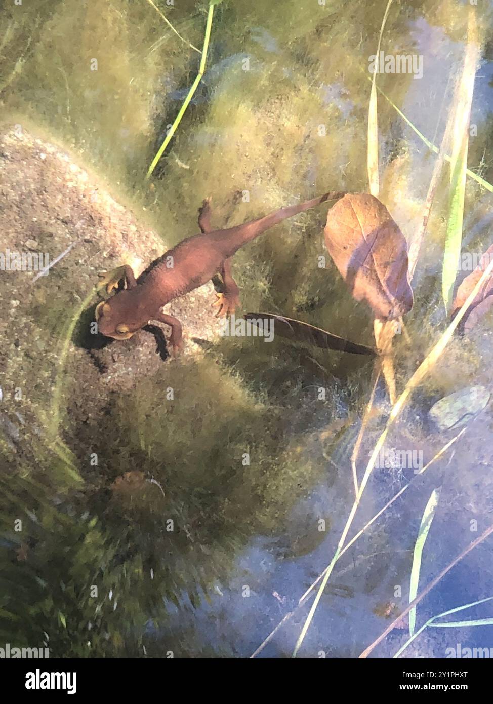 California Newt (Taricha torosa) Amphibia Stock Photo - Alamy