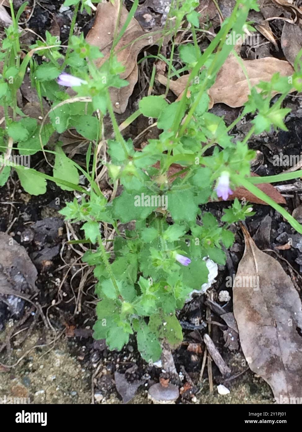 Small Bellflower (Campanula erinus) Plantae Stock Photo - Alamy