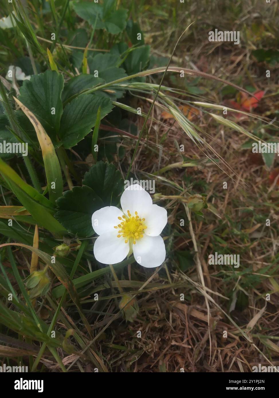 beach strawberry (Fragaria chiloensis) Plantae Stock Photo - Alamy