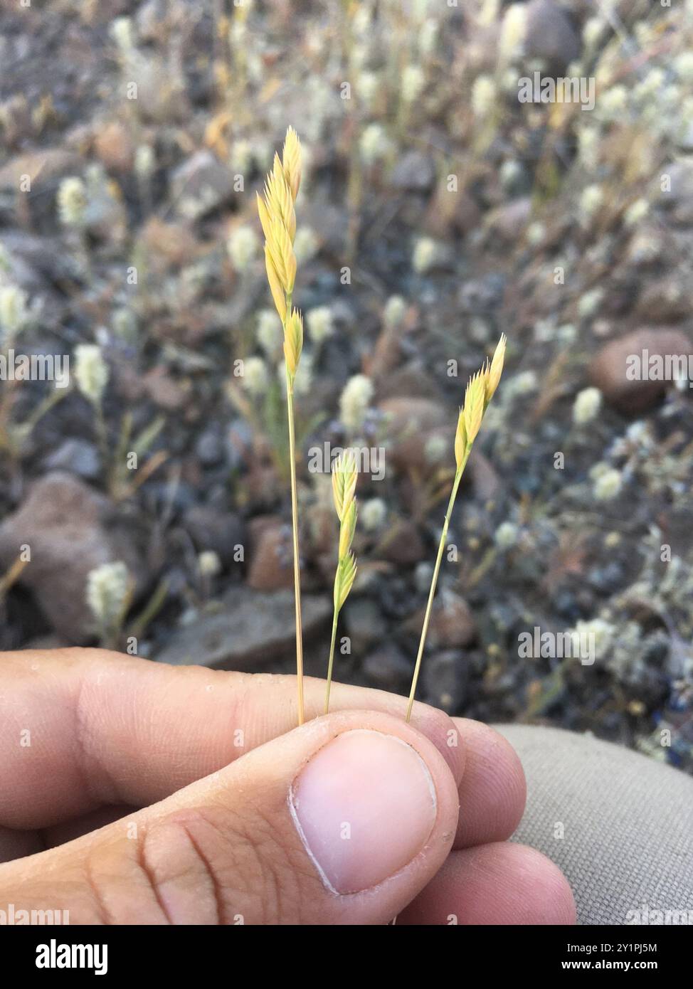 Sixweeks Fescue (Vulpia octoflora) Plantae Stock Photo - Alamy
