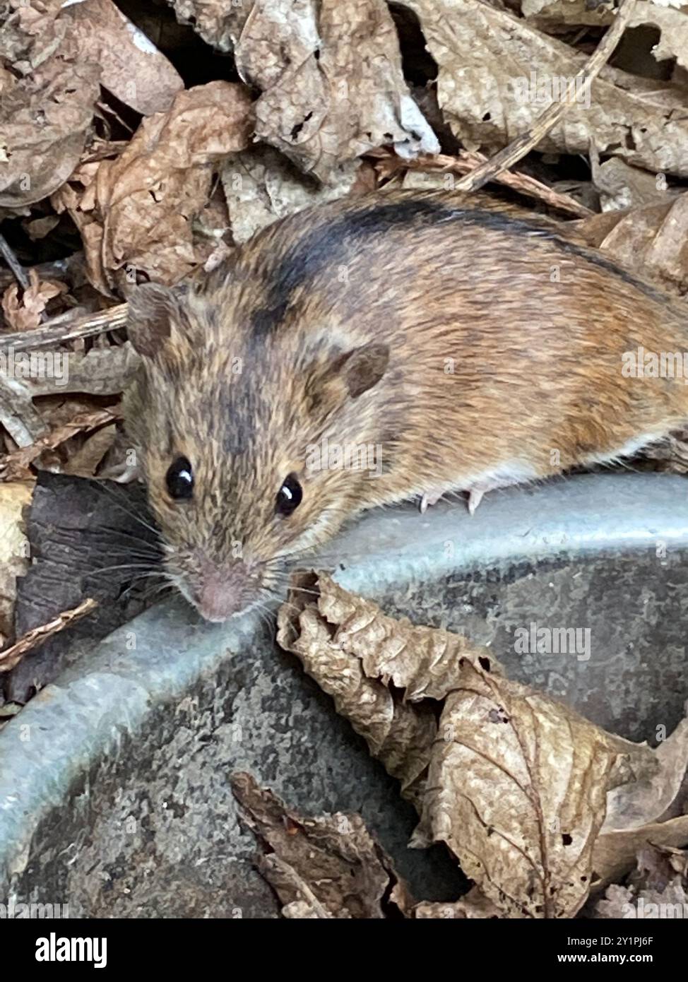 Striped Field Mouse (Apodemus agrarius) Mammalia Stock Photo - Alamy