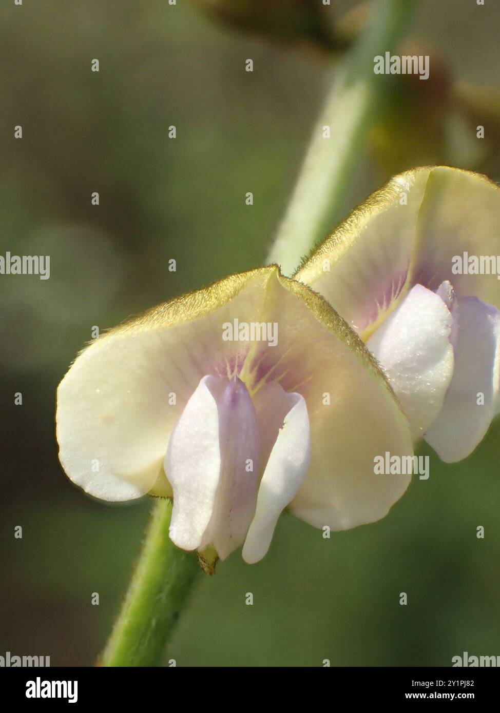 South African hoarypea (Tephrosia noctiflora) Plantae Stock Photo - Alamy