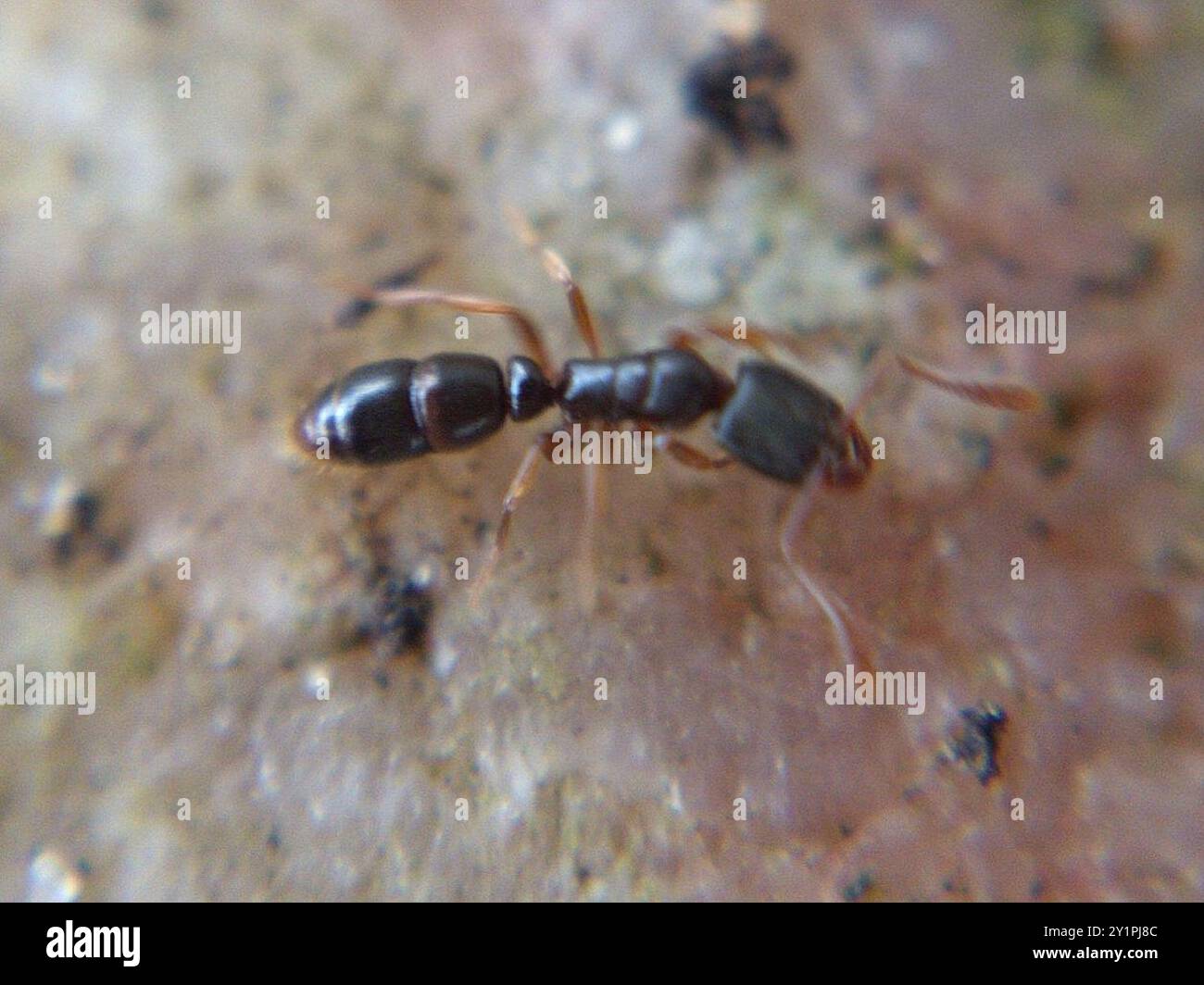 Typical Ponerine Ants (Ponerini) Insecta Stock Photo - Alamy