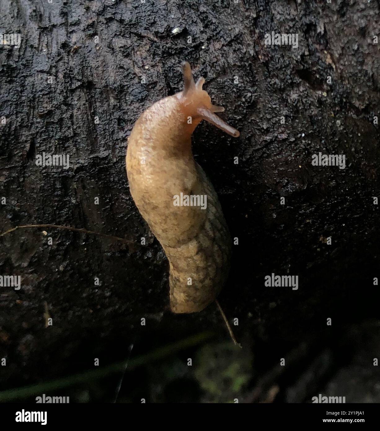 Milky Slug (Deroceras reticulatum) Mollusca Stock Photo - Alamy
