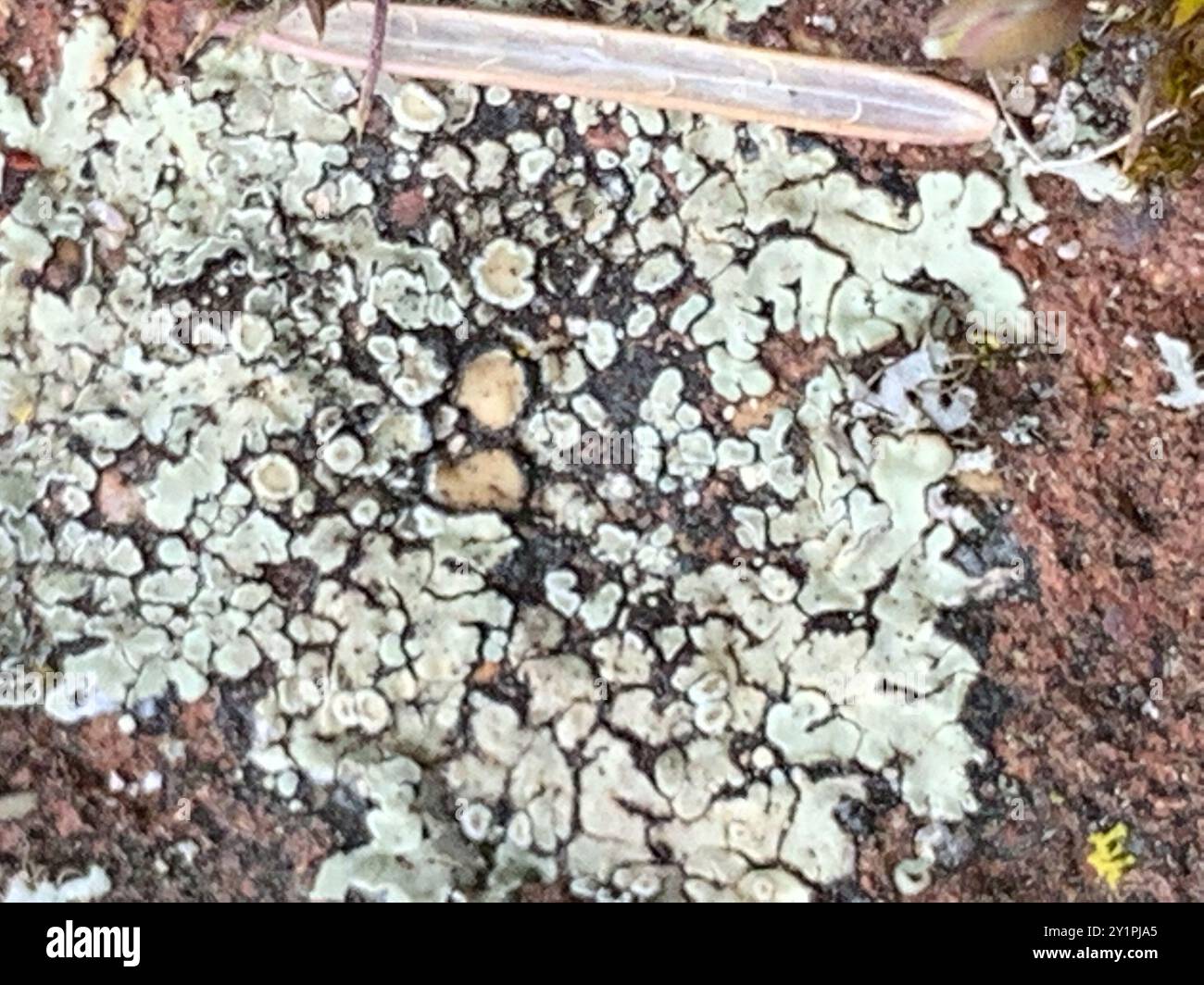 rim lichens, disc lichens, and allies (Lecanoraceae) Fungi Stock Photo ...