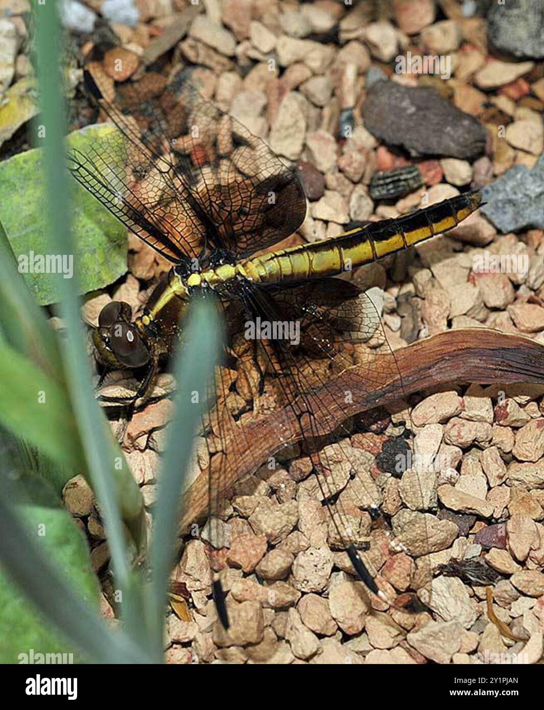 Widow Skimmer (Libellula luctuosa) Insecta Stock Photo - Alamy