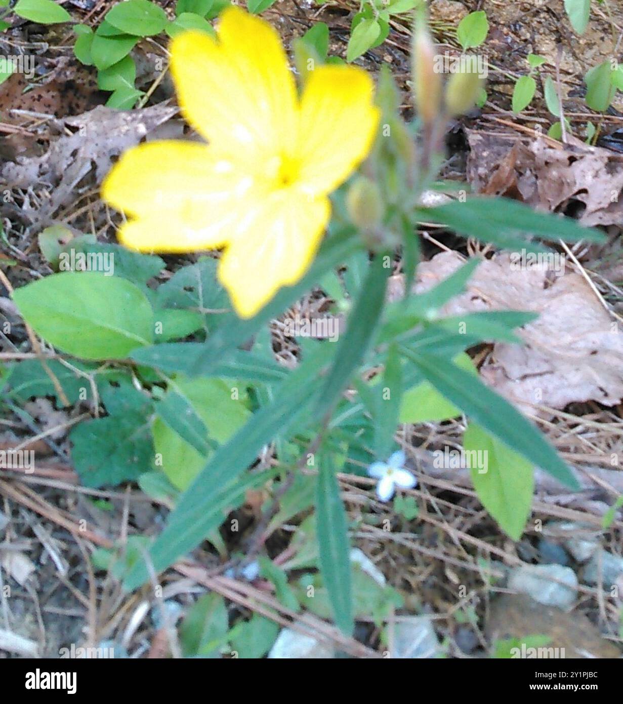 narrow-leaved sundrops (Oenothera fruticosa) Plantae Stock Photo - Alamy