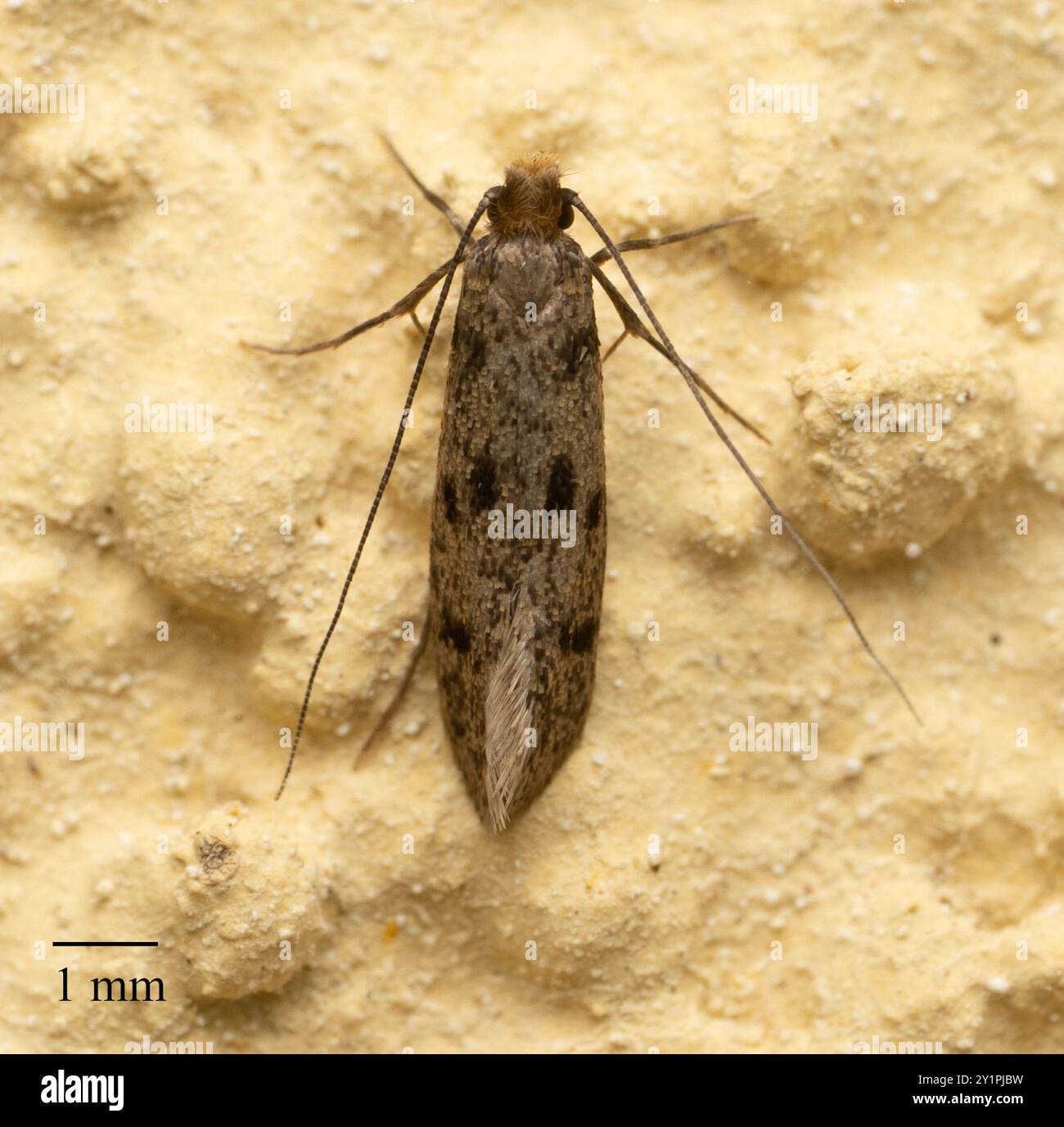 Butterflies and Moths (Lepidoptera) Insecta Stock Photo - Alamy