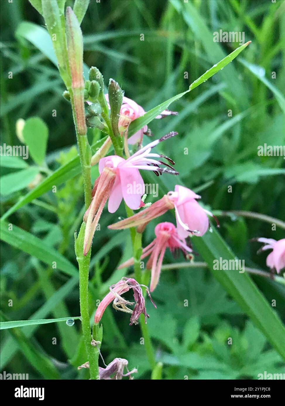 roadside gaura (Oenothera suffulta) Plantae Stock Photo - Alamy
