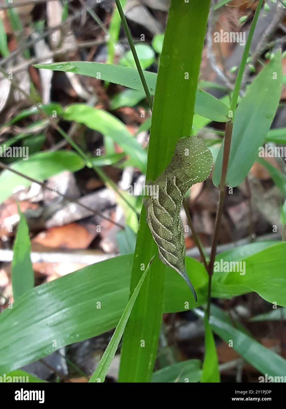 Rustic Sphinx (Manduca rustica) Insecta Stock Photo - Alamy