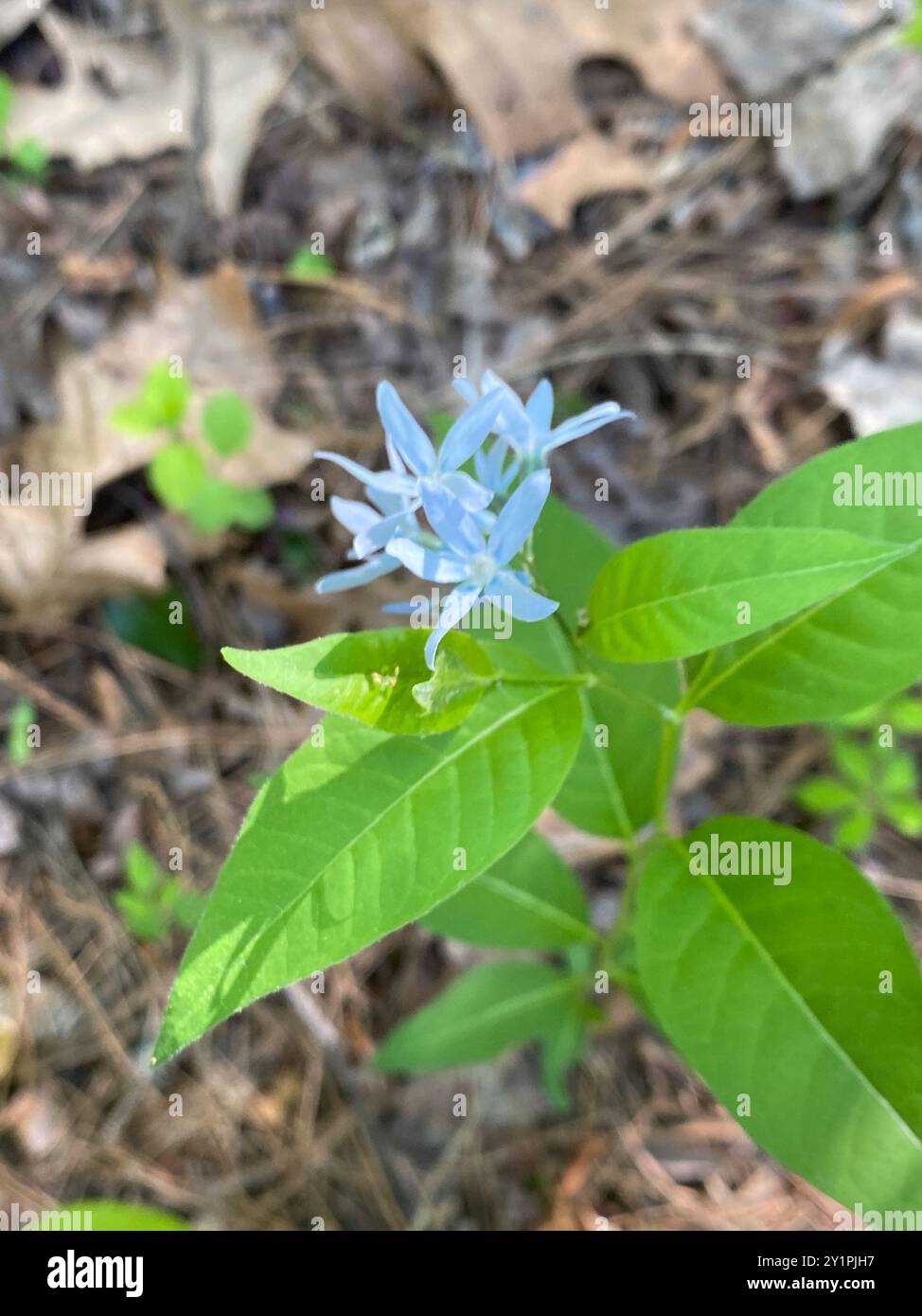 eastern bluestar (Amsonia tabernaemontana) Plantae Stock Photo - Alamy