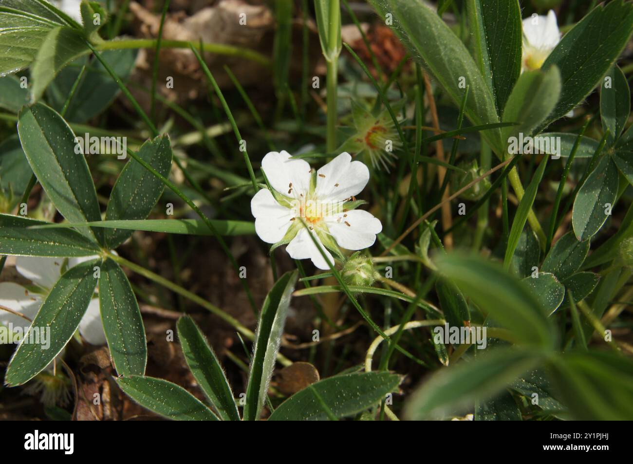 White Cinquefoil (Potentilla alba) Plantae Stock Photo - Alamy