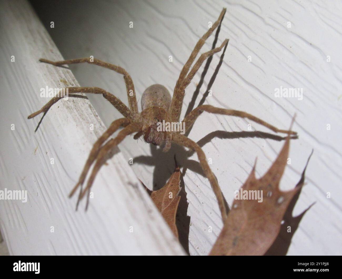 American Nursery Web Spider (Pisaurina mira) Arachnida Stock Photo - Alamy