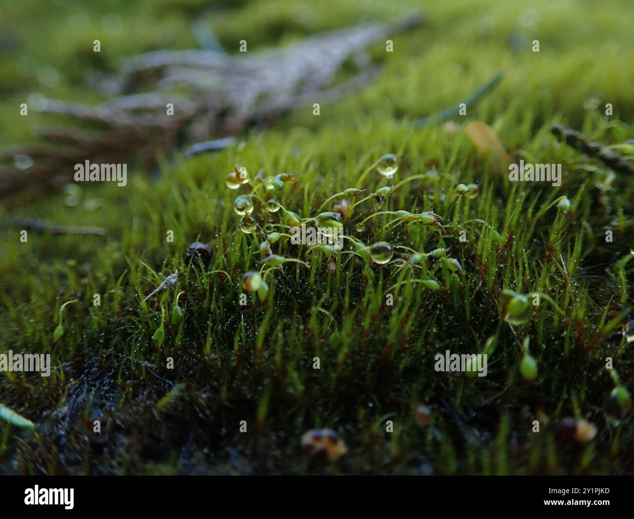 Sharp-leaved Blindia (Blindia acuta) Plantae Stock Photo - Alamy