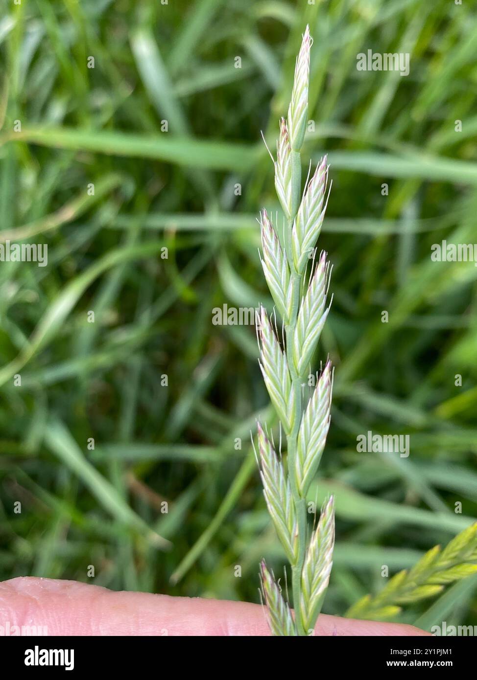 Italian Ryegrass (Lolium multiflorum) Plantae Stock Photo - Alamy