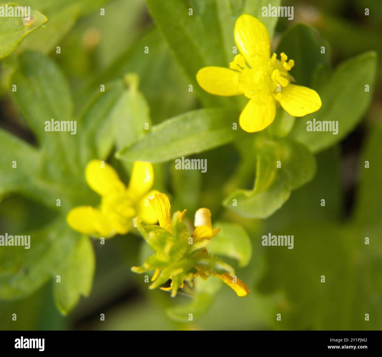 Rough-fruited buttercup (Ranunculus muricatus) Plantae Stock Photo - Alamy