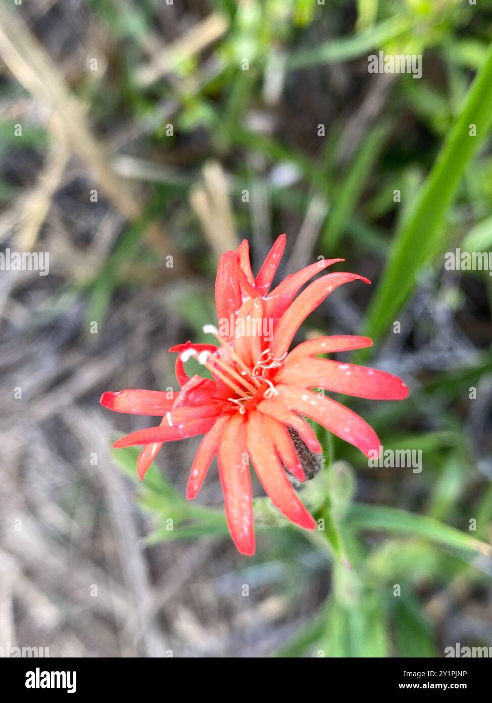 cardinal catchfly (Silene laciniata) Plantae Stock Photo - Alamy
