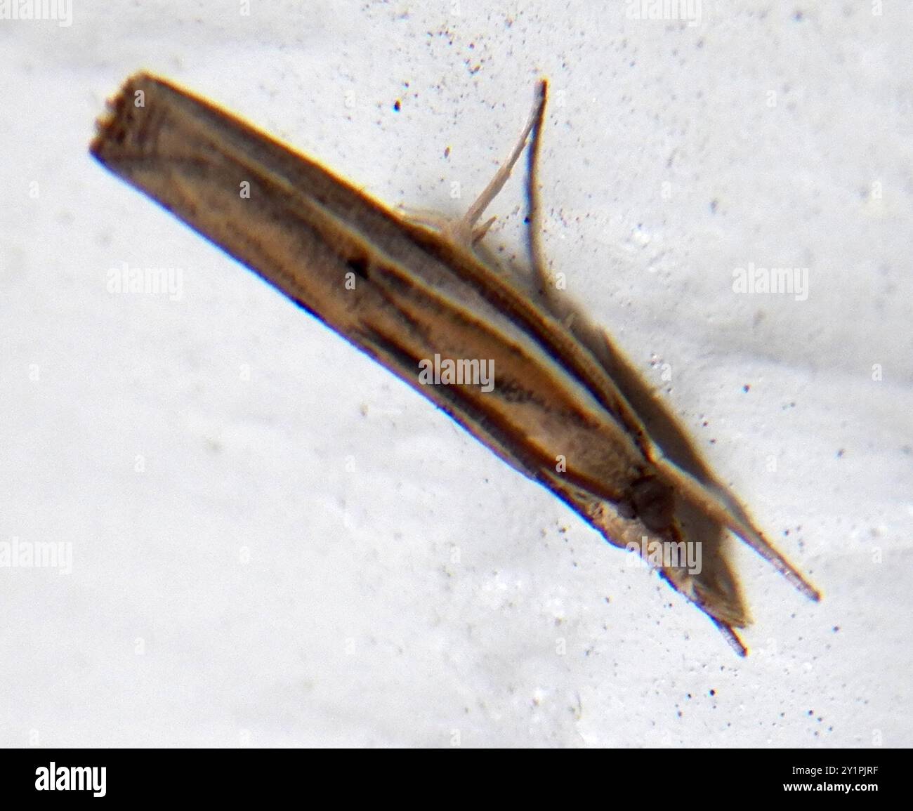 Carpet-grass Webworm Moth (Fissicrambus haytiellus) Insecta Stock Photo ...