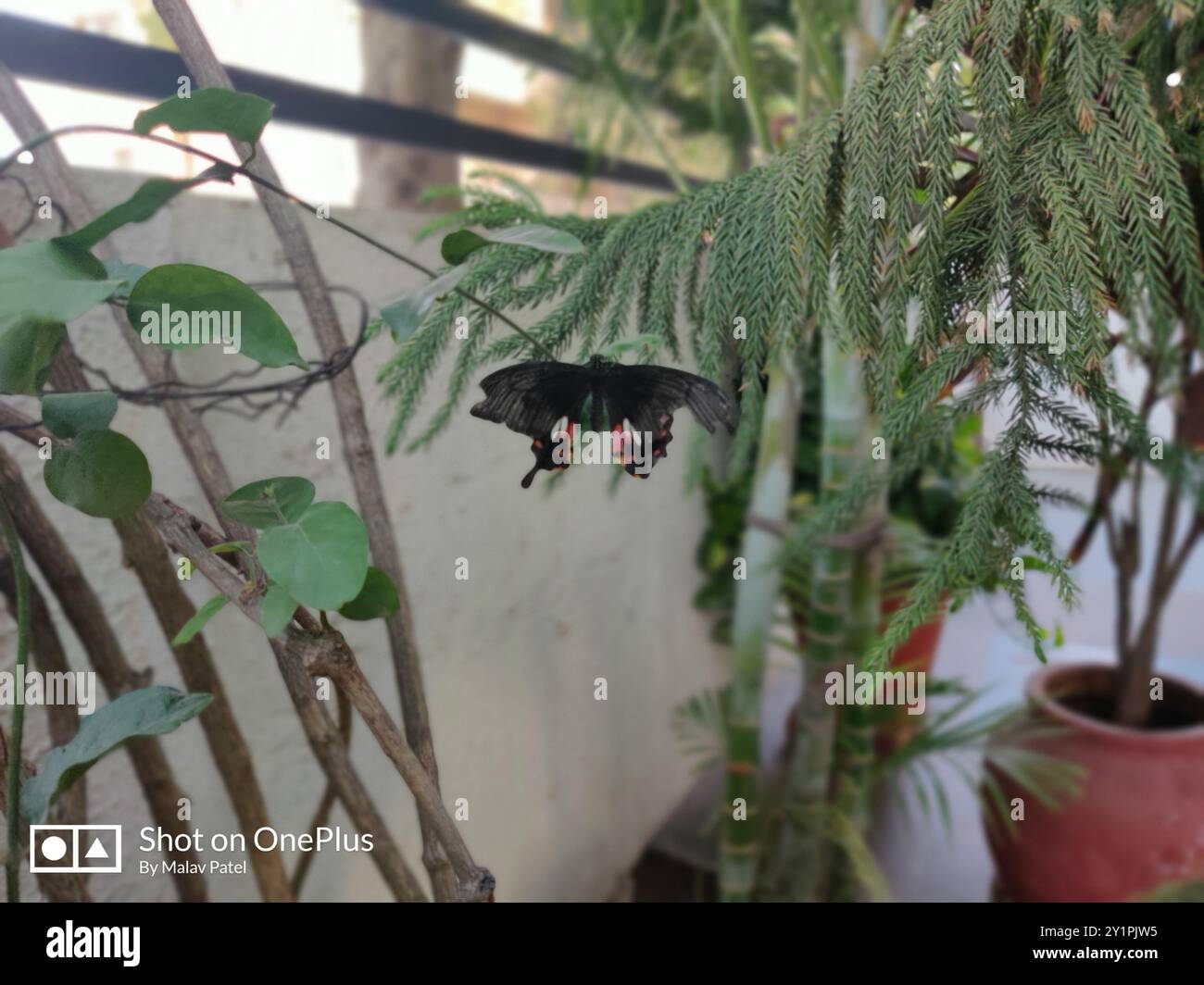 Common Mormon Swallowtail (Papilio polytes) Insecta Stock Photo - Alamy