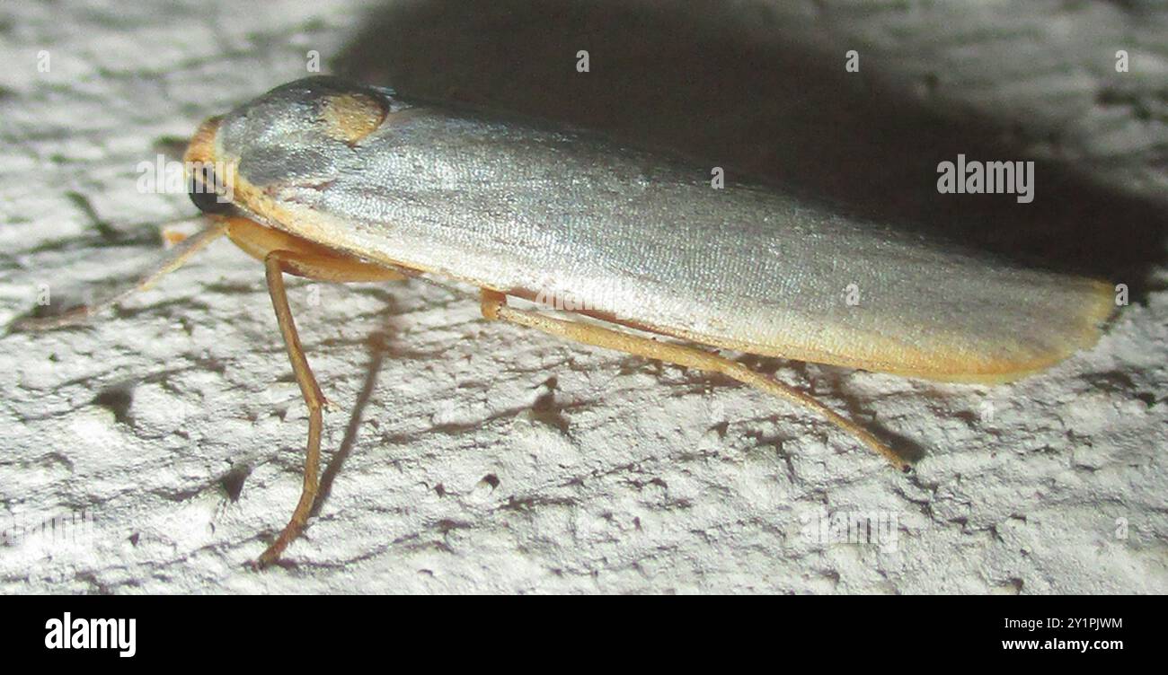 Plated Footman (Sozusa scutellata) Insecta Stock Photo - Alamy