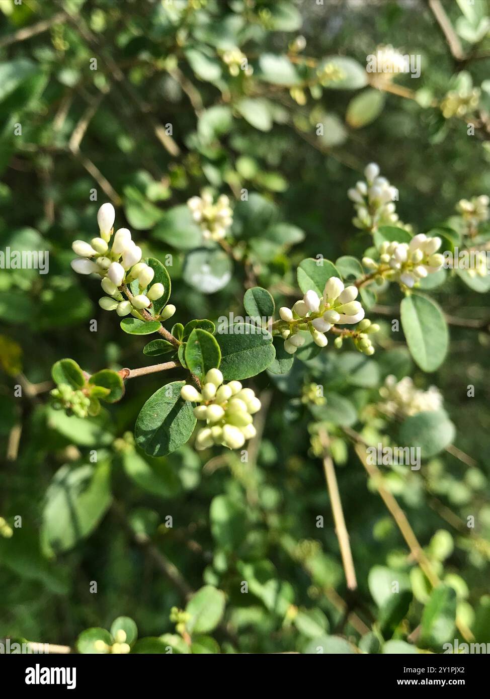 Chinese privet (Ligustrum sinense) Plantae Stock Photo - Alamy