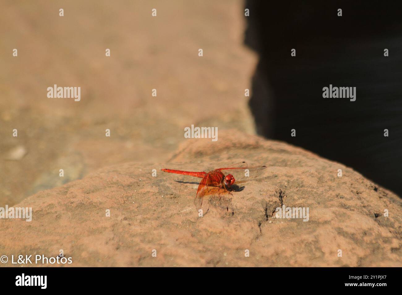 Orange-winged Dropwing (Trithemis kirbyi) Insecta Stock Photo - Alamy