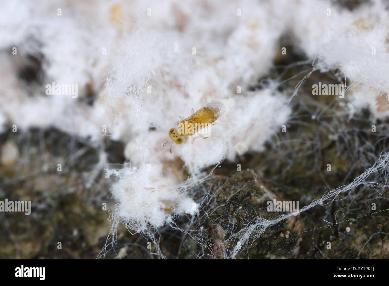 Soft scale parasitic tiny wasp from family Aphelinidae in colonu of ...