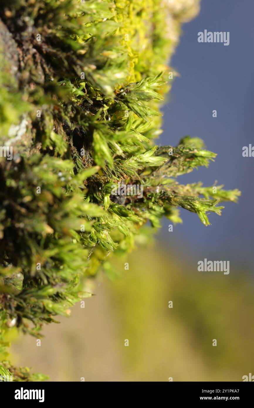 Lateral Cryphaea (Cryphaea heteromalla) Plantae Stock Photo - Alamy