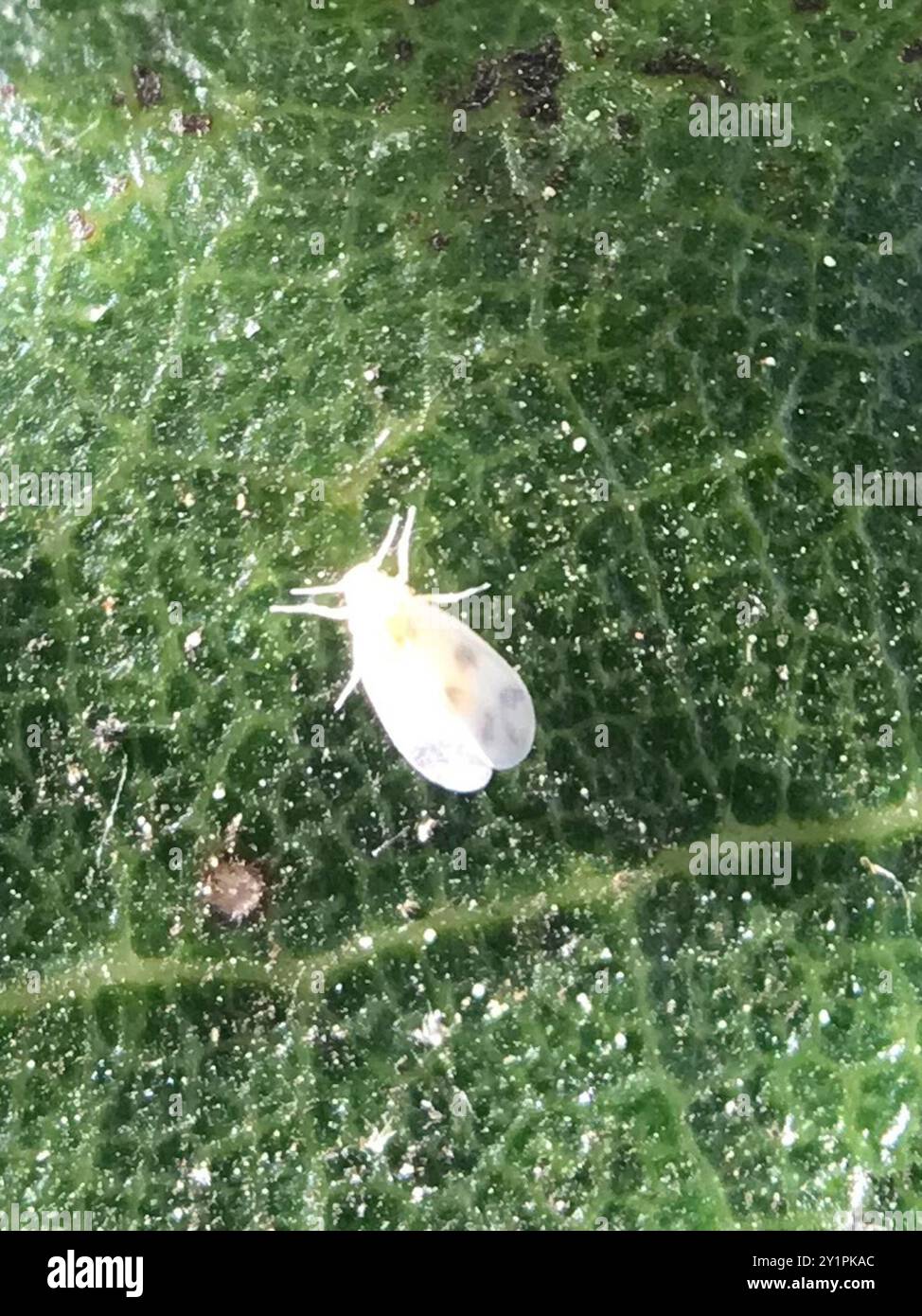 Giant Whitefly (Aleurodicus dugesii) Insecta Stock Photo - Alamy
