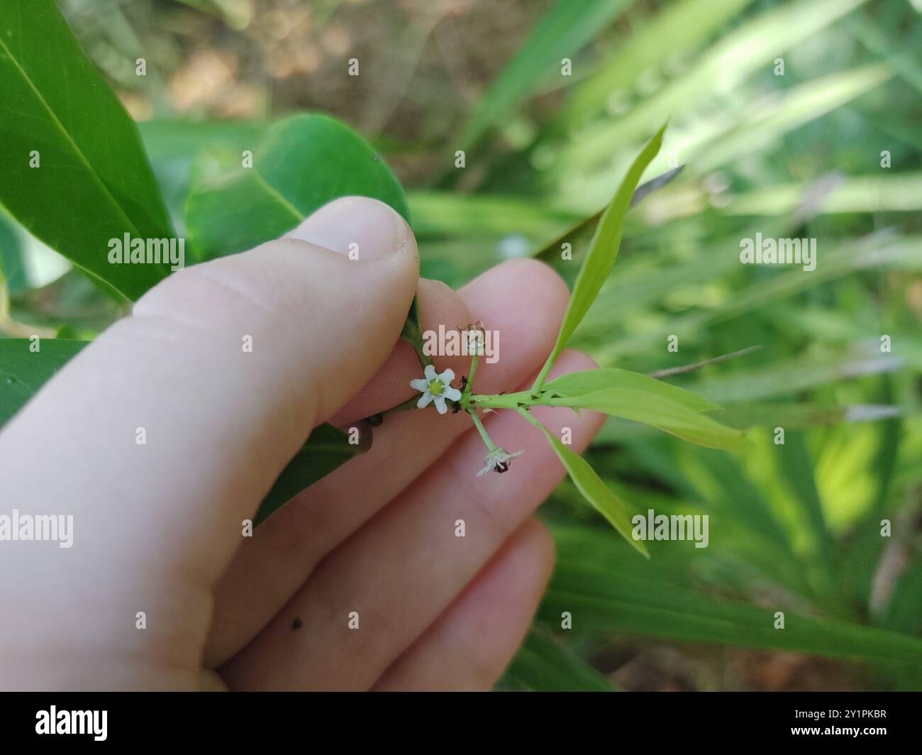 dahoon holly (Ilex cassine) Plantae Stock Photo - Alamy