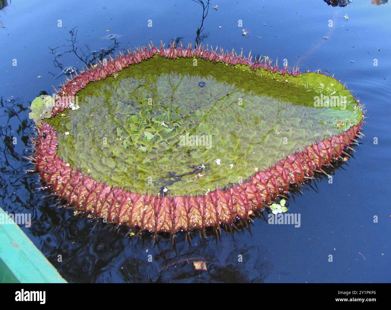 Amazon Giant Waterlily (Victoria amazonica) Plantae Stock Photo - Alamy