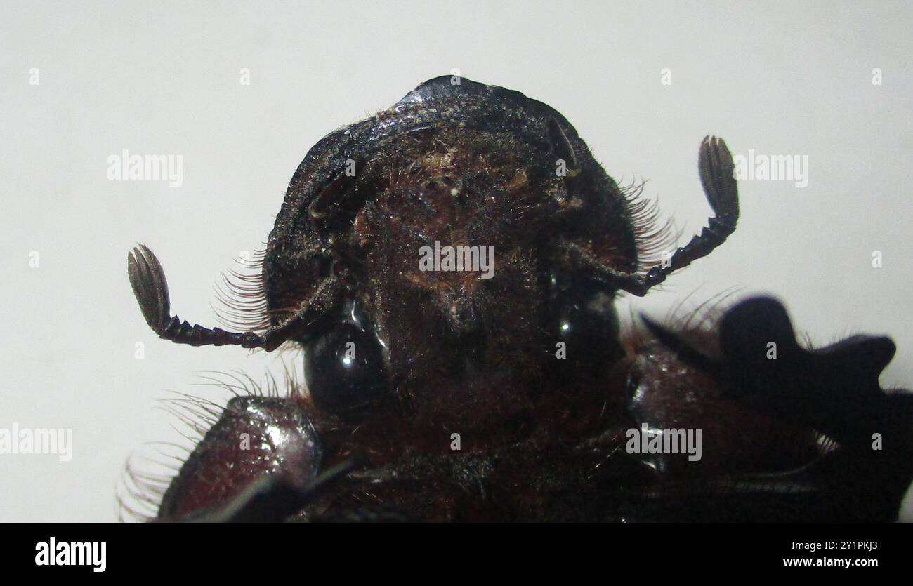 (Heliocopris japetus) Insecta Stock Photo - Alamy