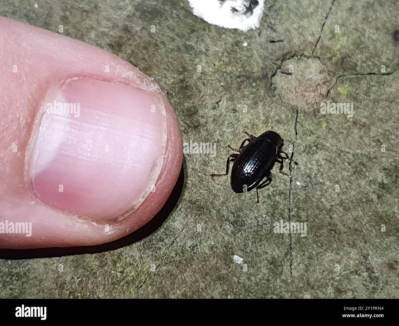 Lichen Darkling Beetle (Artystona) Insecta Stock Photo - Alamy