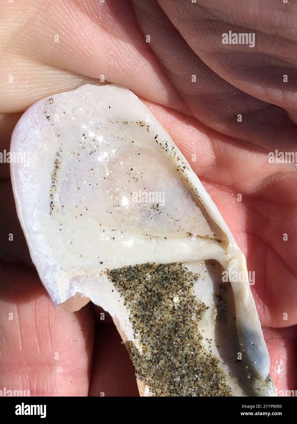 Pacific Razor Clam (Siliqua patula) Mollusca Stock Photo - Alamy