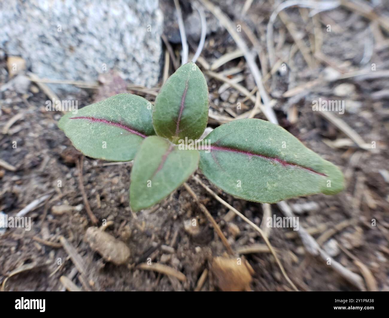 diamond clarkia (Clarkia rhomboidea) Plantae Stock Photo - Alamy