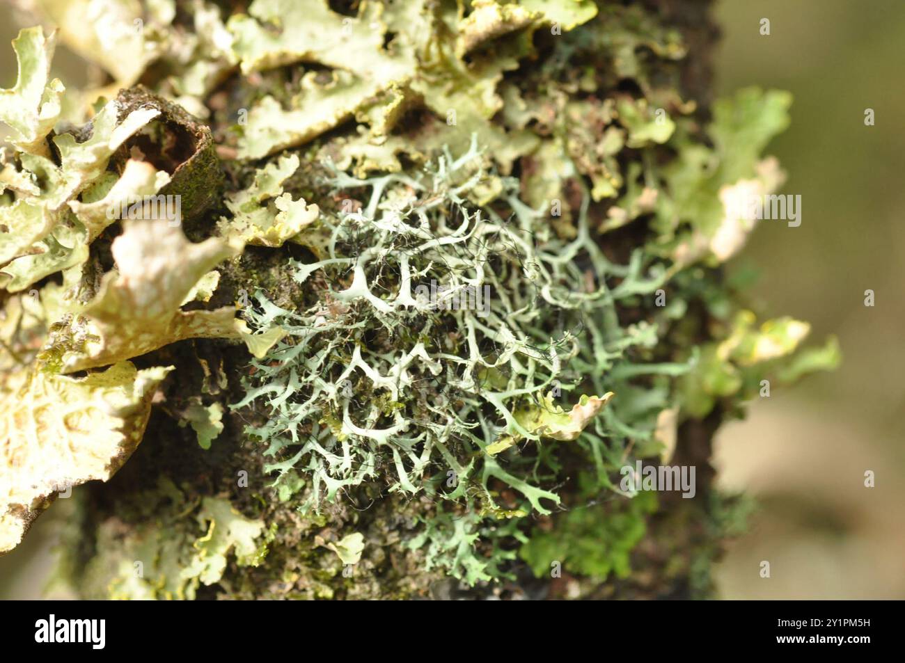 Elegant Fringe Lichen (Heterodermia leucomelos) Fungi Stock Photo - Alamy