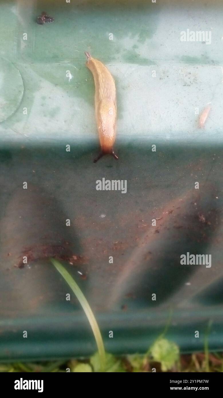 Roundback Slugs and Allies (Arionoidea) Mollusca Stock Photo - Alamy