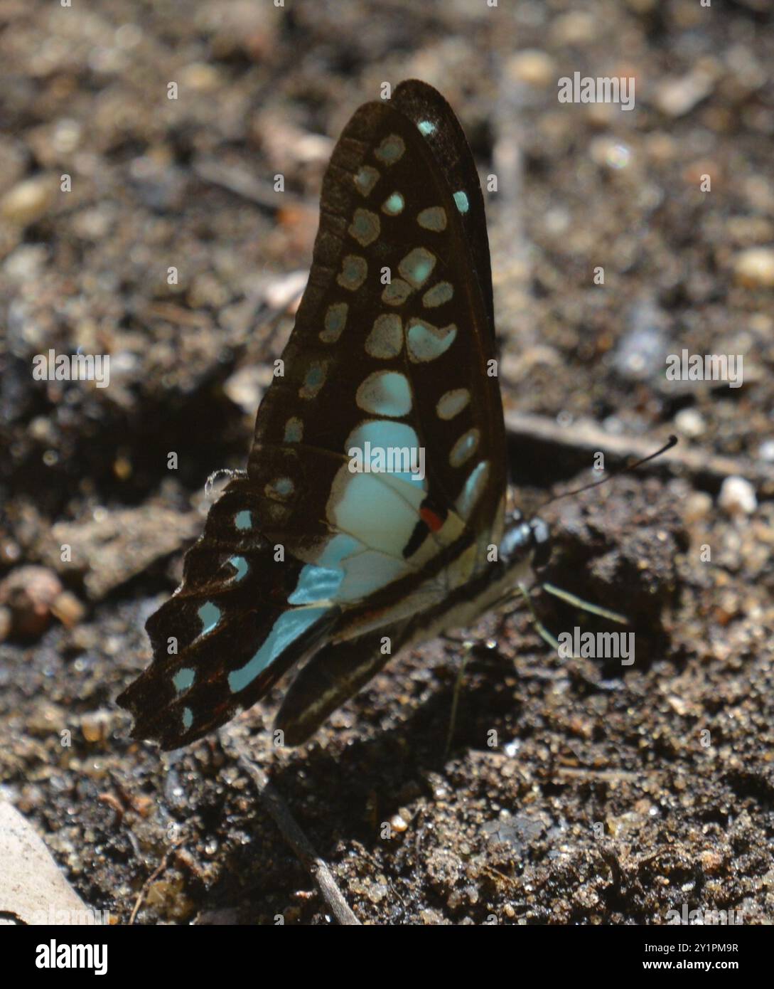 Common Jay (Graphium doson) Insecta Stock Photo - Alamy