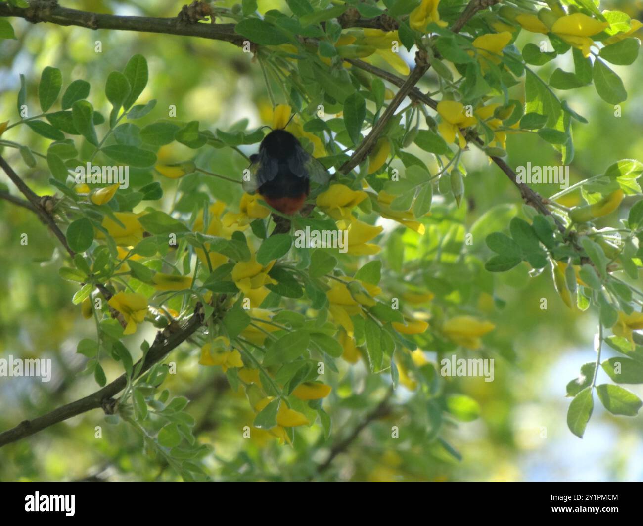 Red-tailed Bumble Bee (Bombus lapidarius) Insecta Stock Photo - Alamy