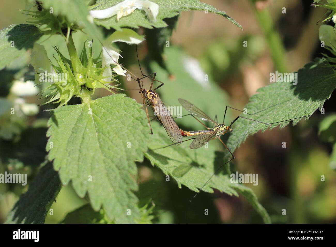 Spotted Cranefly (Nephrotoma appendiculata) Insecta Stock Photo - Alamy