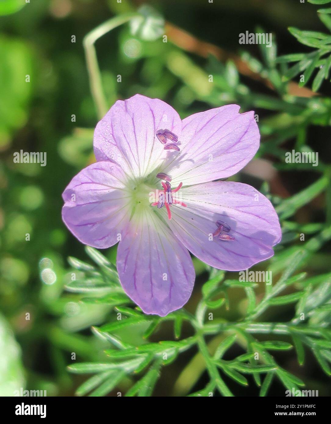 carpet crane's-bill (Geranium incanum) Plantae Stock Photo - Alamy