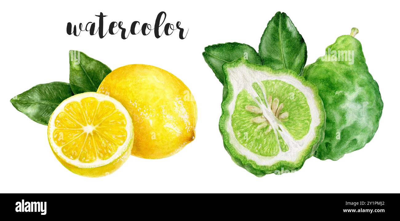 Hand-Painted Watercolor Bergamot and Lemon Botanical Illustration Stock ...