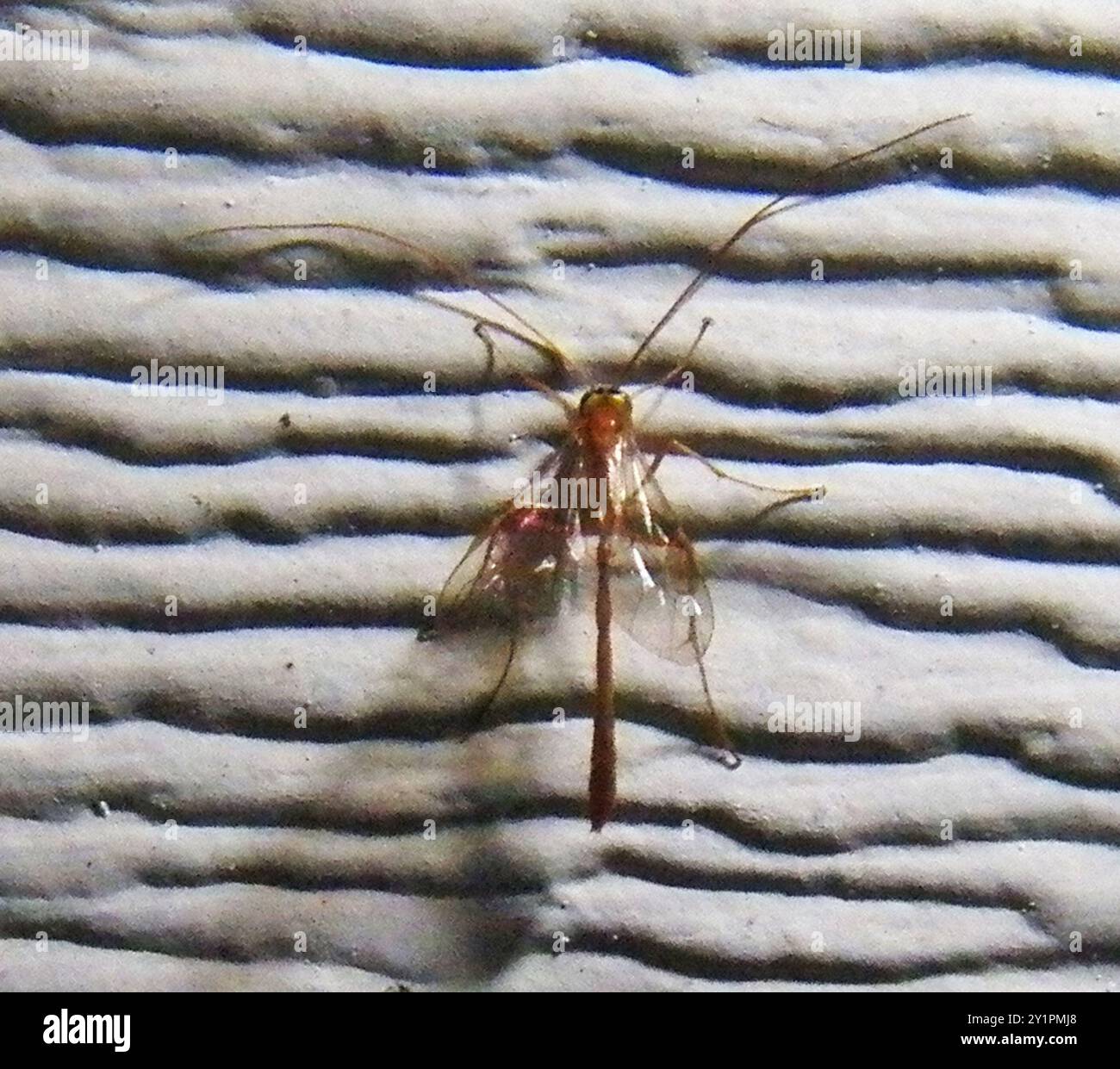 Short-tailed Ichneumonid Wasps (Ophioninae) Insecta Stock Photo - Alamy